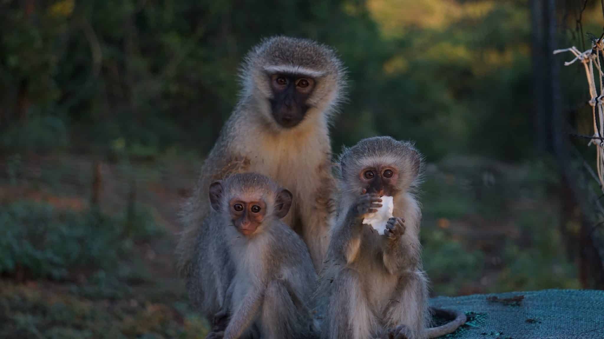 Vervet Monkey Foundation Virtual Adoptions – support the monkeys at the ...