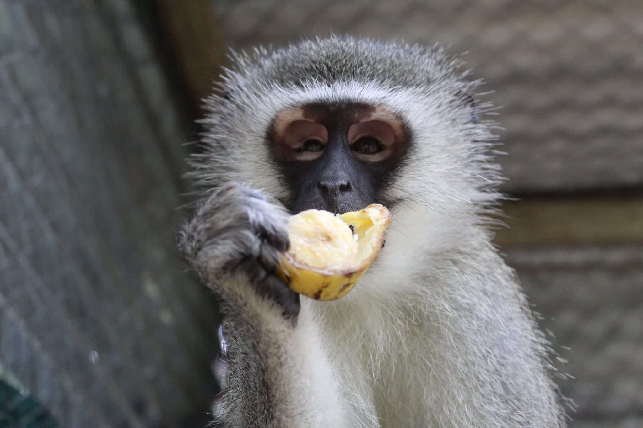 Vervet Monkey Foundation Virtual Adoptions – support the monkeys at the ...