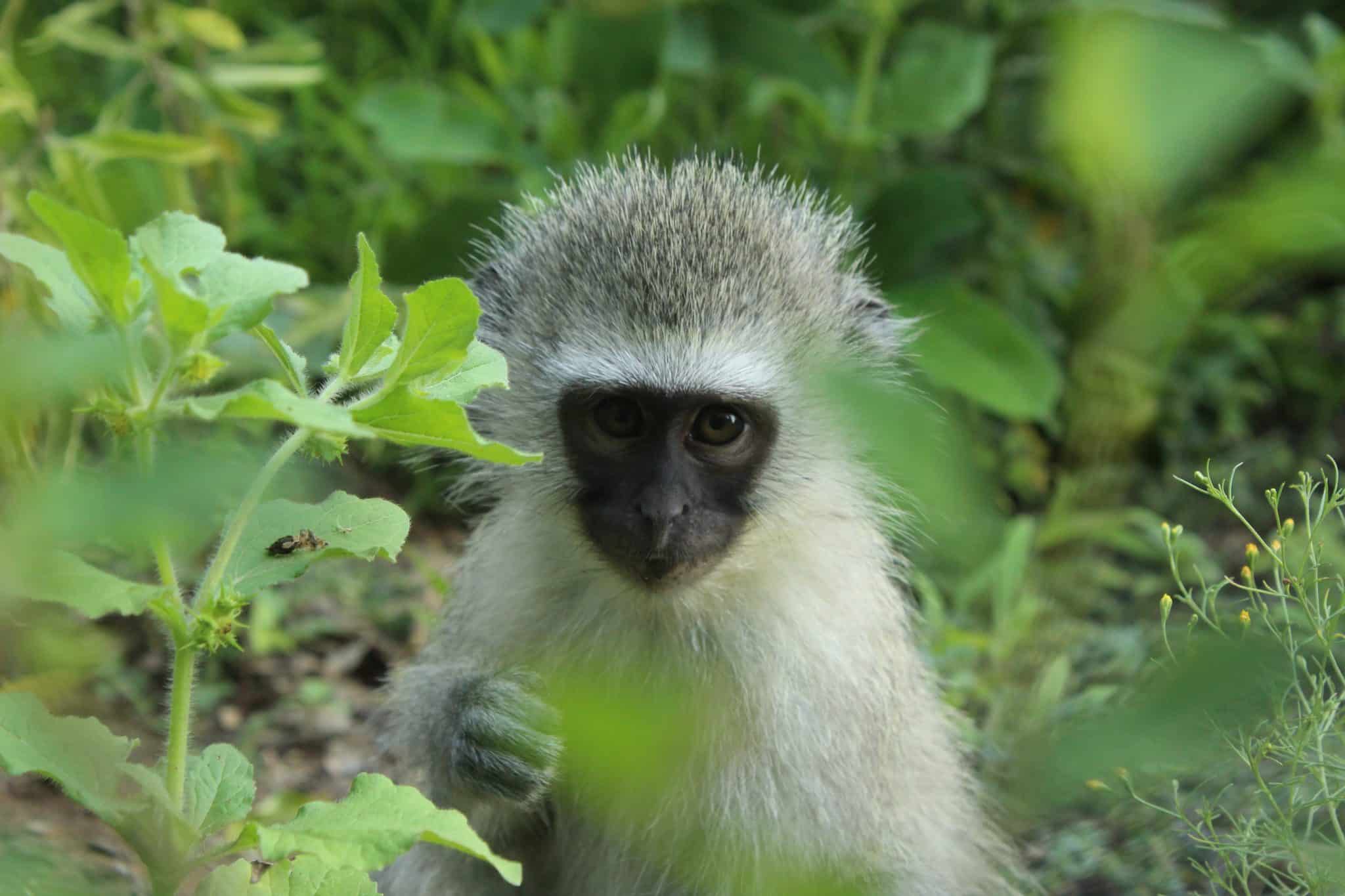 Vervet Monkey Foundation Virtual Adoptions – support the monkeys at the ...