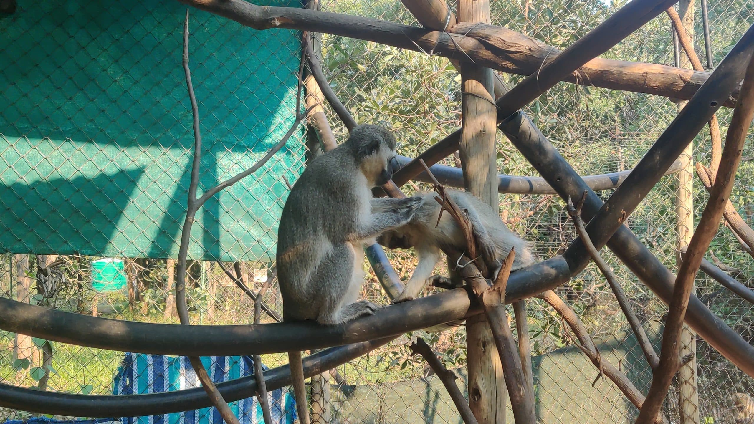 07.05. James Ayesha, Charlotte – Vervet Monkey Foundation Virtual Adoptions