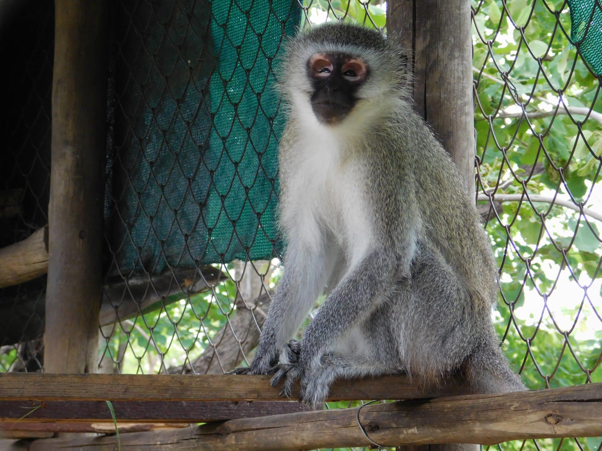 Sybil (Calypso, Aug 2022) – Vervet Monkey Foundation Virtual Adoptions