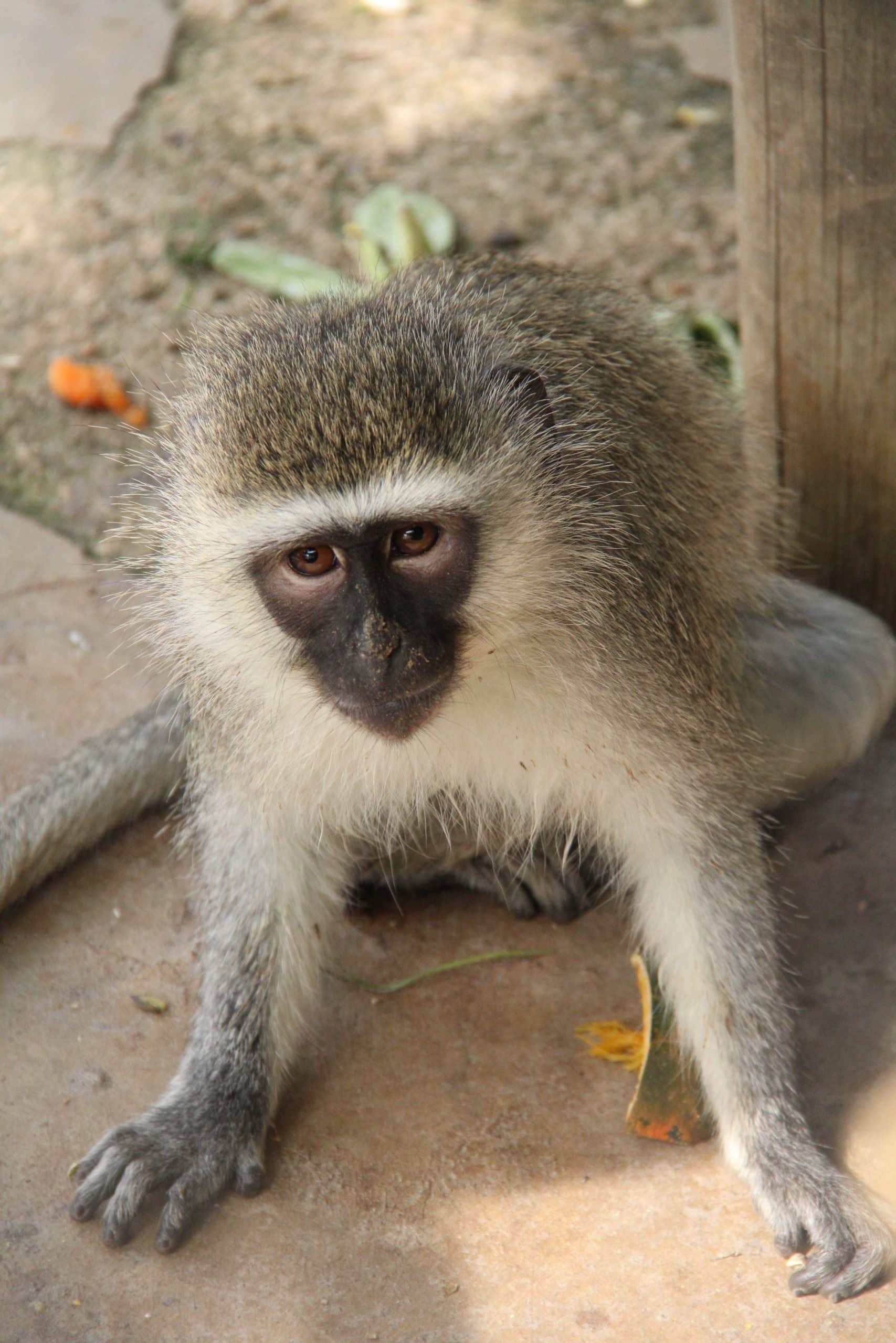 Monkeys As Pets – Vervet Monkey Foundation Virtual Adoptions